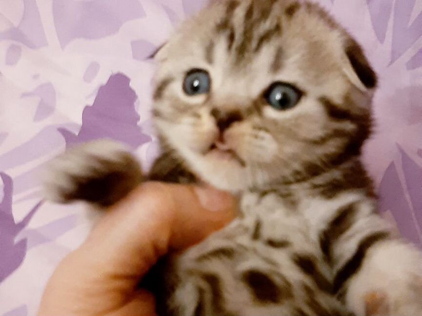 Шотландская девочка