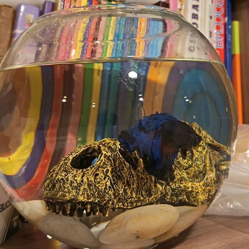 Рыбка петушок самец