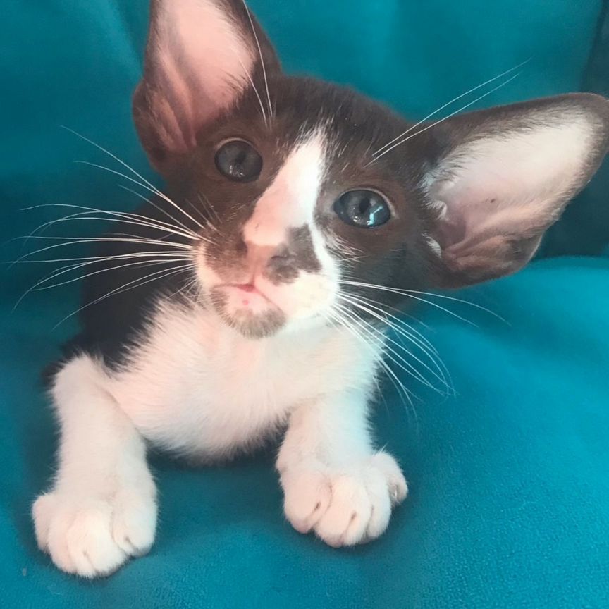 Ориентальный котёнок