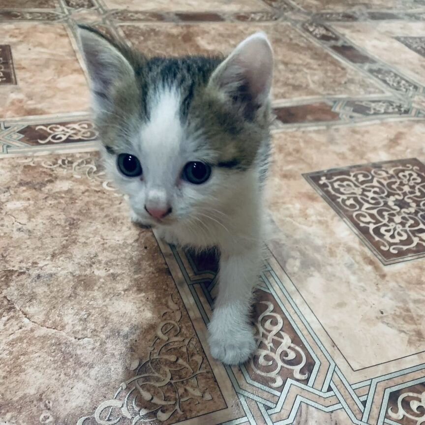 Отдам котят добрые руки