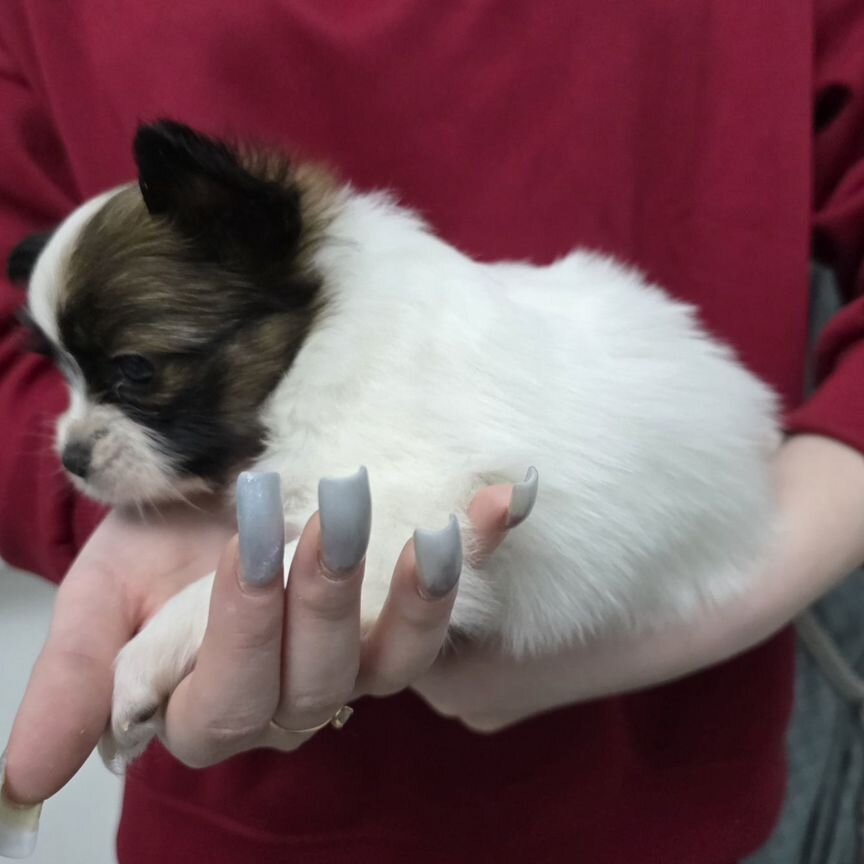 Континентальный той-спаниель папильон, щенок