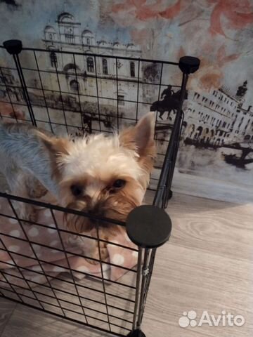 Собака в добрые руки маленькая порода