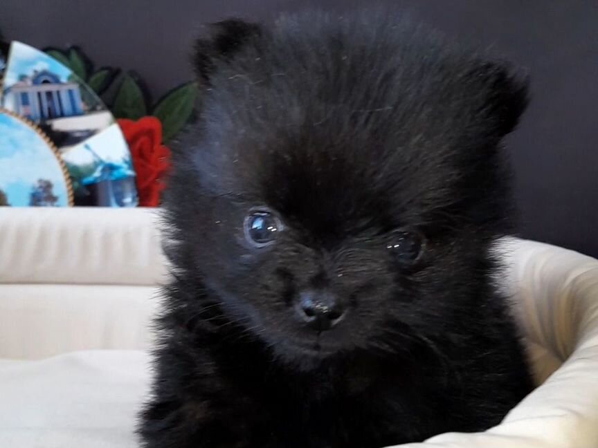 Померанский шпиц девочка