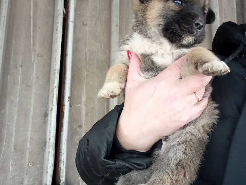 Щеночек-солнышко,1.5 мес