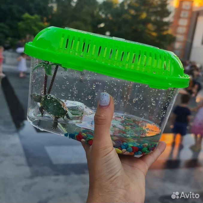 Красноухая черепаха маленькая