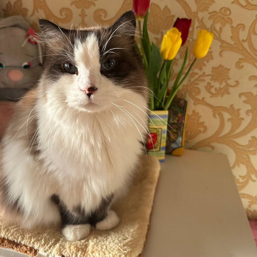 Рэгдолл, взрослый кот