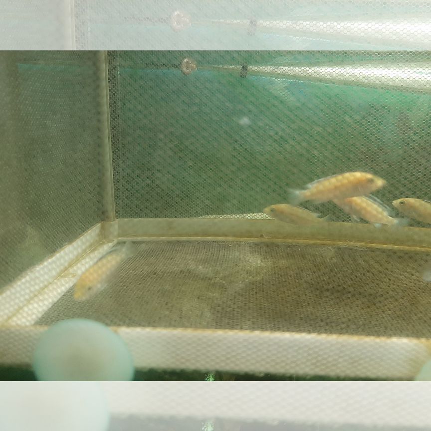 Лабидохромис еллоу