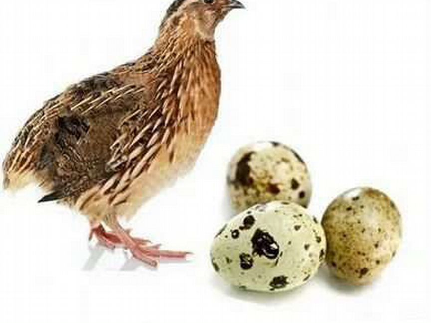 Перепела яйцо и мясо