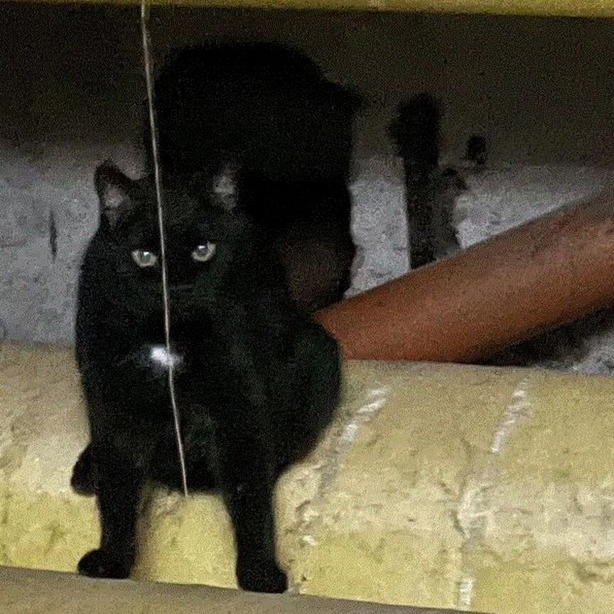 Европейская короткошёрстная, взрослая кошка