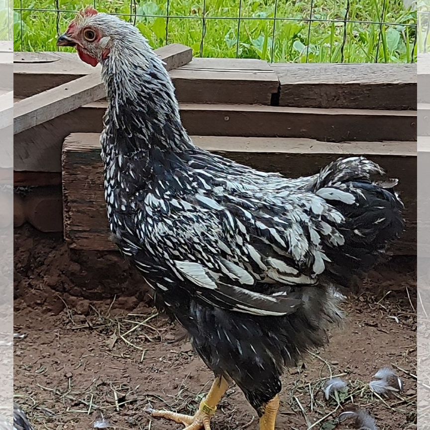 Молодой петушок Виандонт серебро