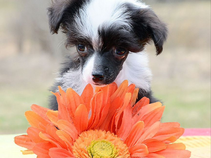 Мини пуховочка почти 2 мес