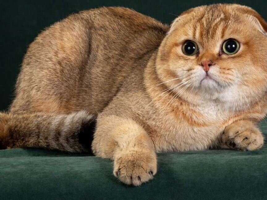 Вязка