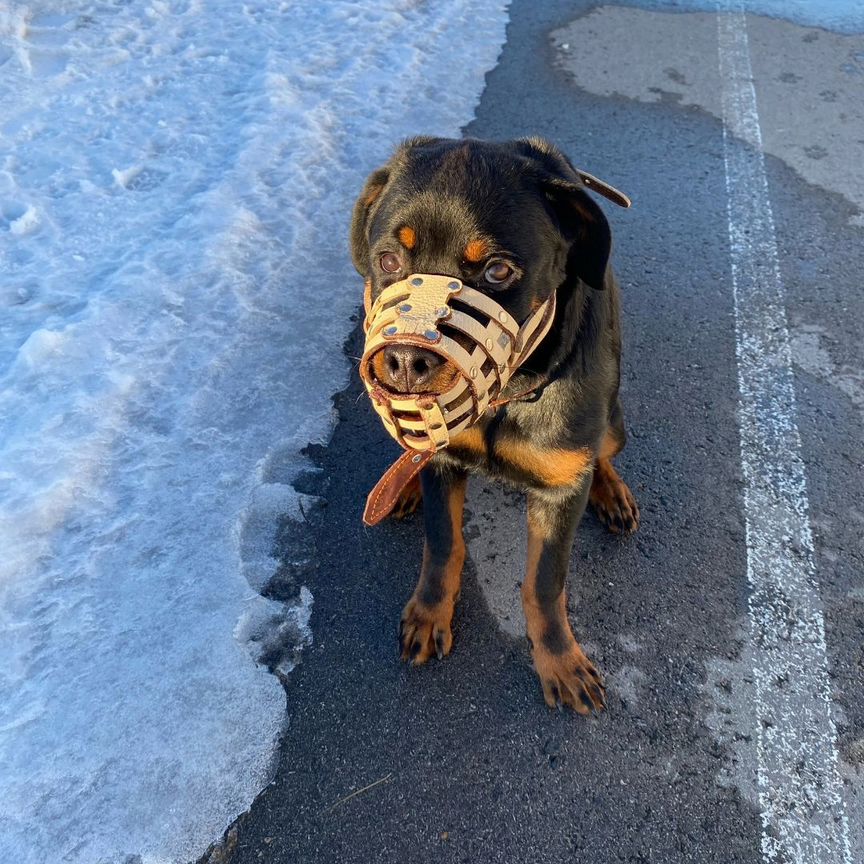 Отдам ротвейлера