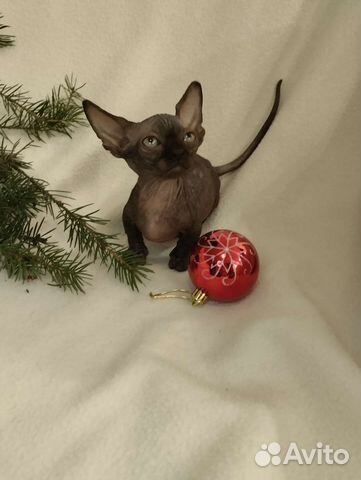 Бамбино канадский сфинкс милашка