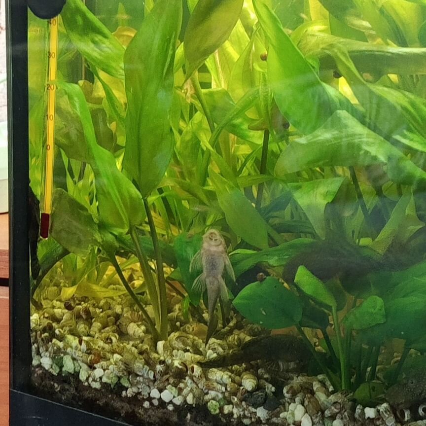 Растение для аквариума