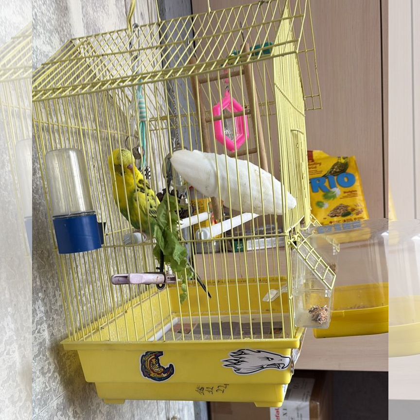 Продам попугая