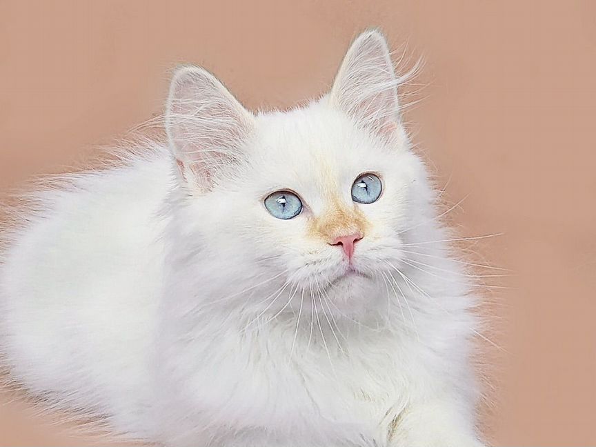 Невский маскарадный мальчик в окрасе red point