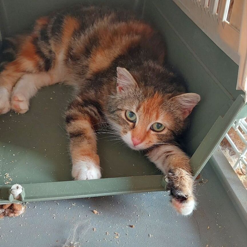 Котенок подросток Трехцветка Яркая Бесплатно