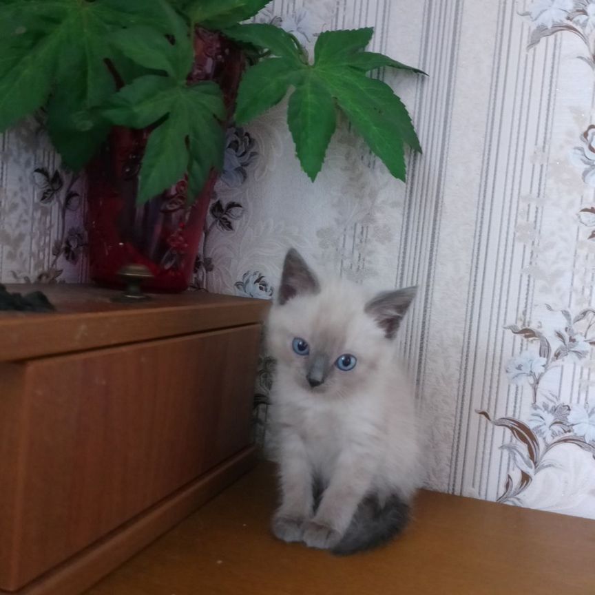 Котята