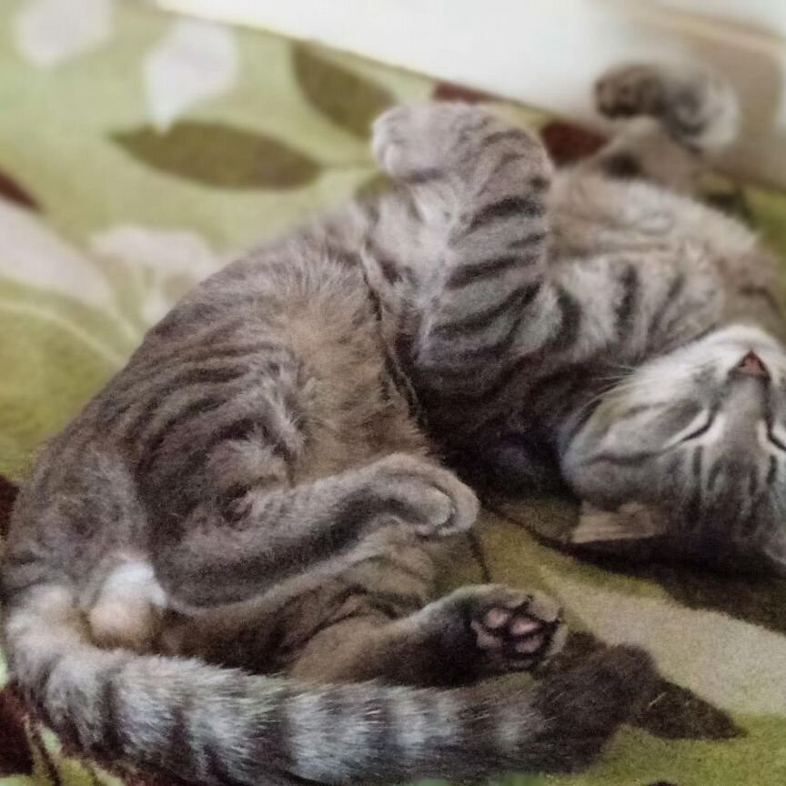Кот в добрые руки