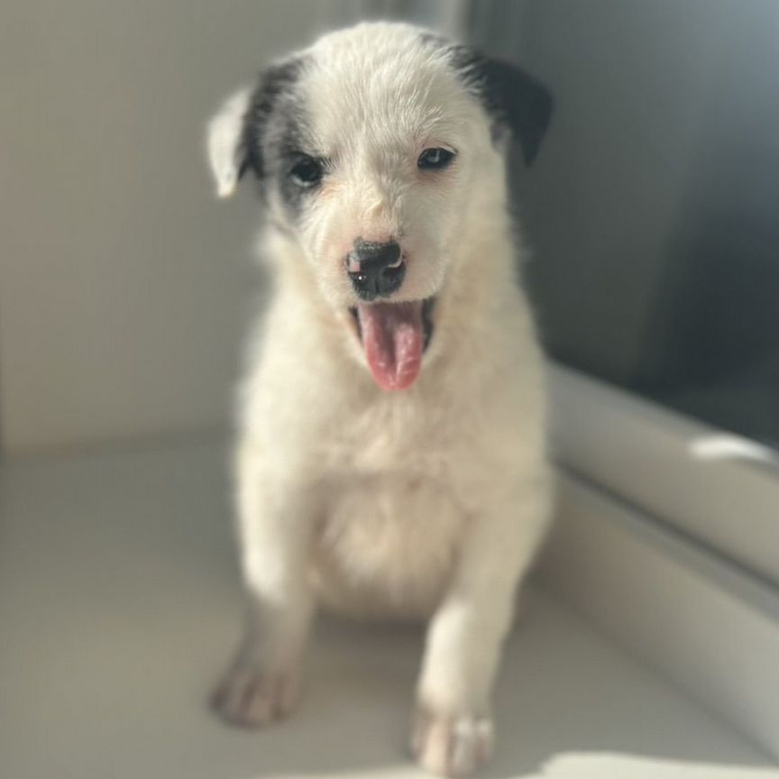 Щенок в добрые руки