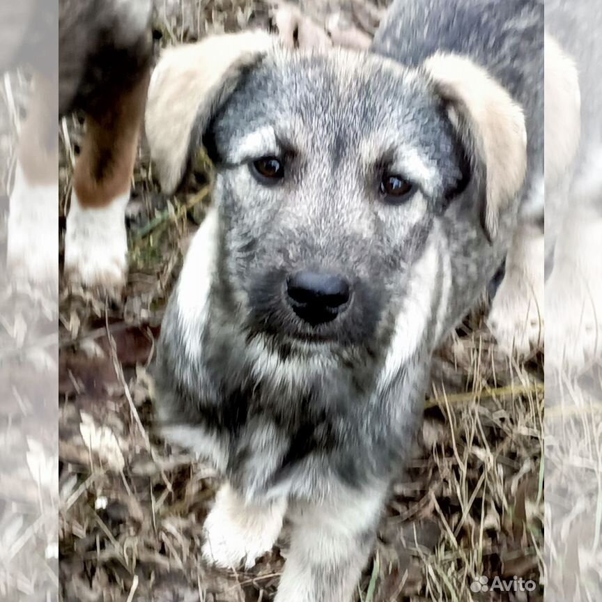 Щенок в добрые руки