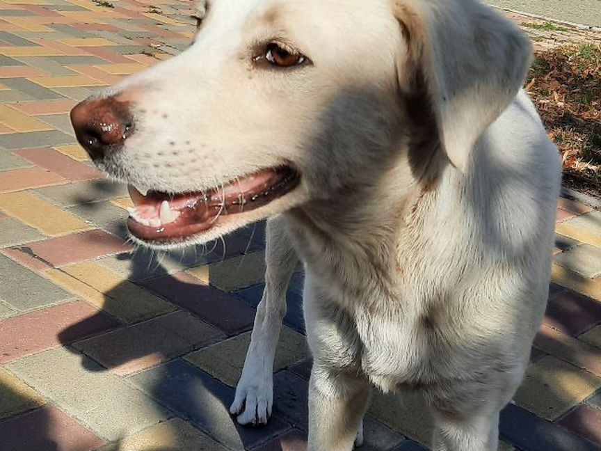 Белый пёсик в добрые руки