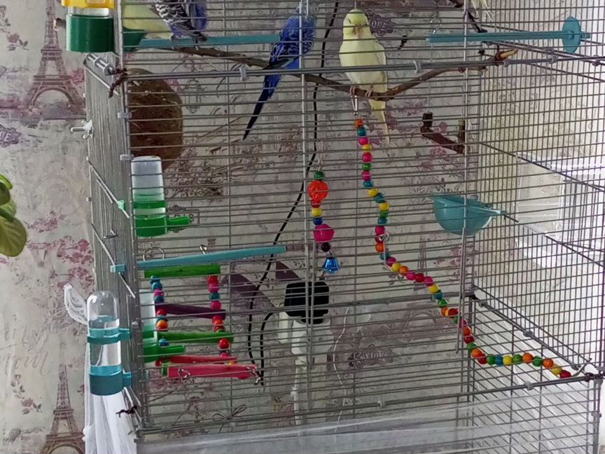 Попугаи с вольером