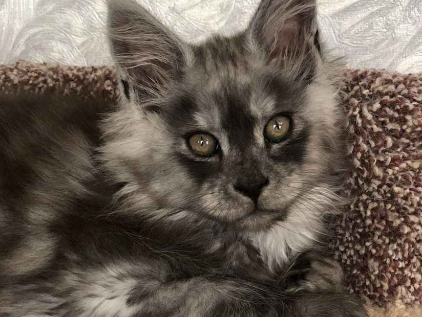 Котята мейн-кун