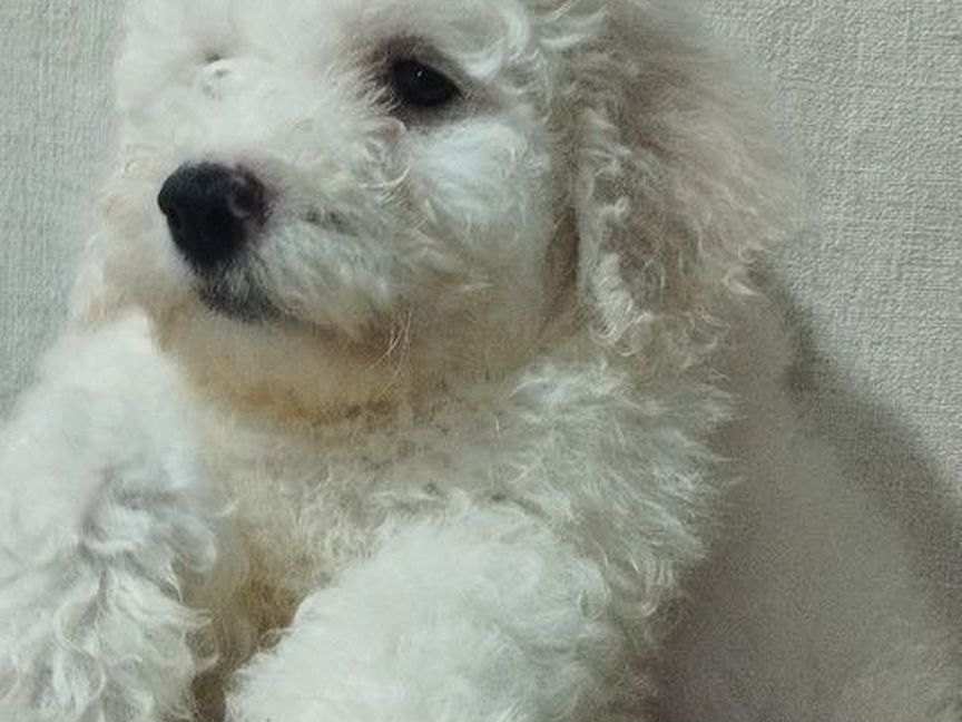 Щенки бишон фризе