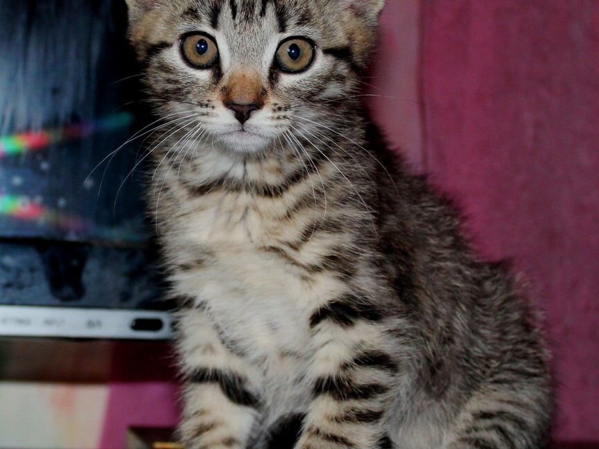 Котенок