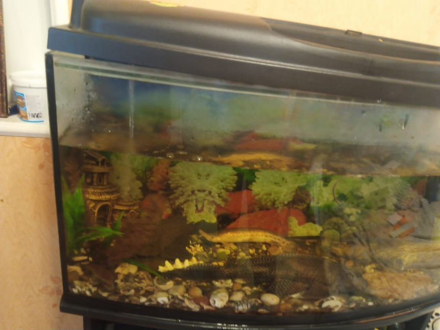 Аквариумные рыбки отдам бесплатно