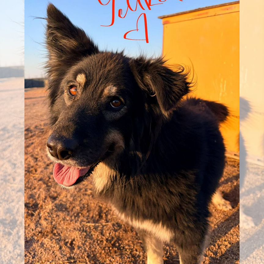 Взрослая собака в добрые руки