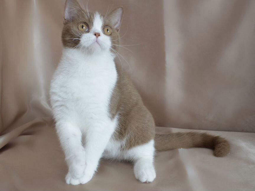 Британская кошка