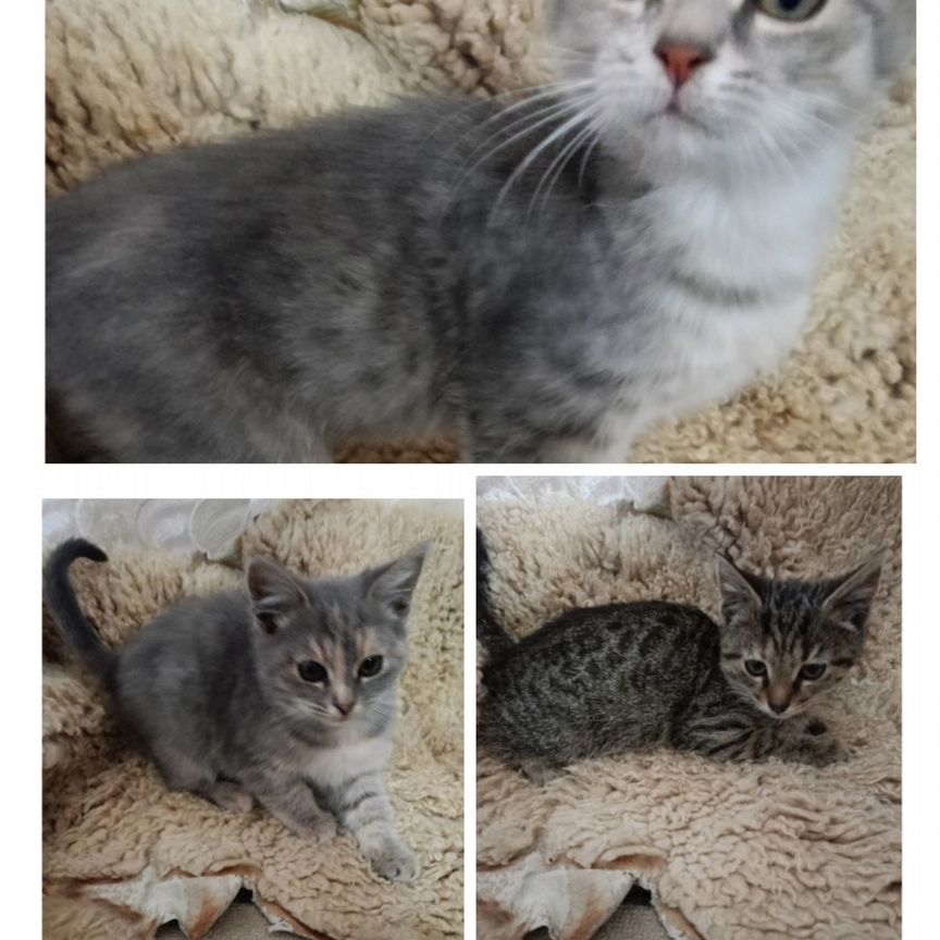 Котята в добрые ручки