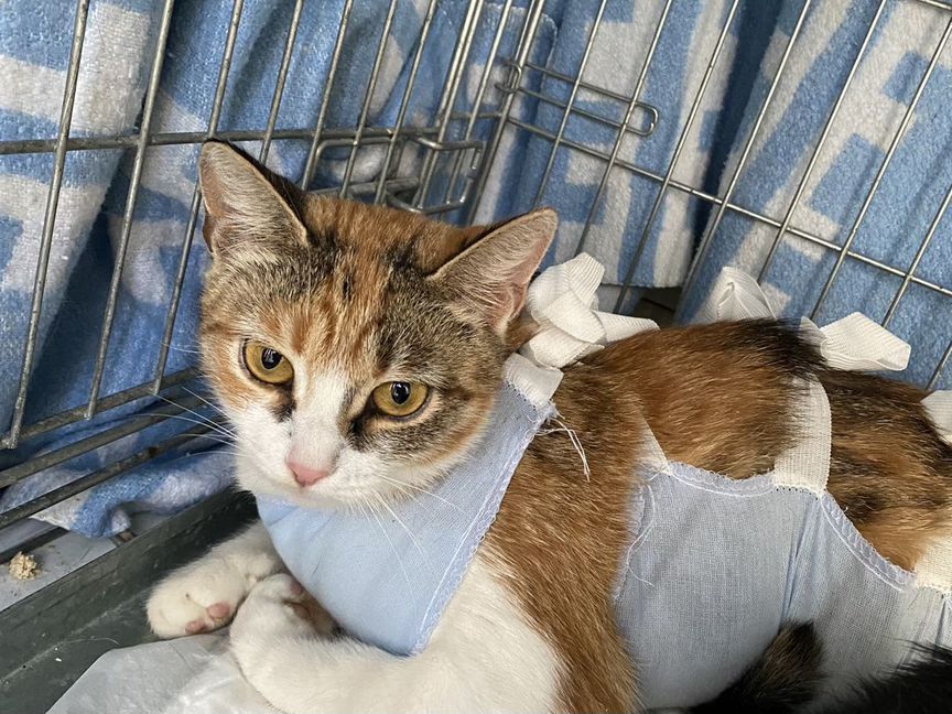 Кошки в добрые руки