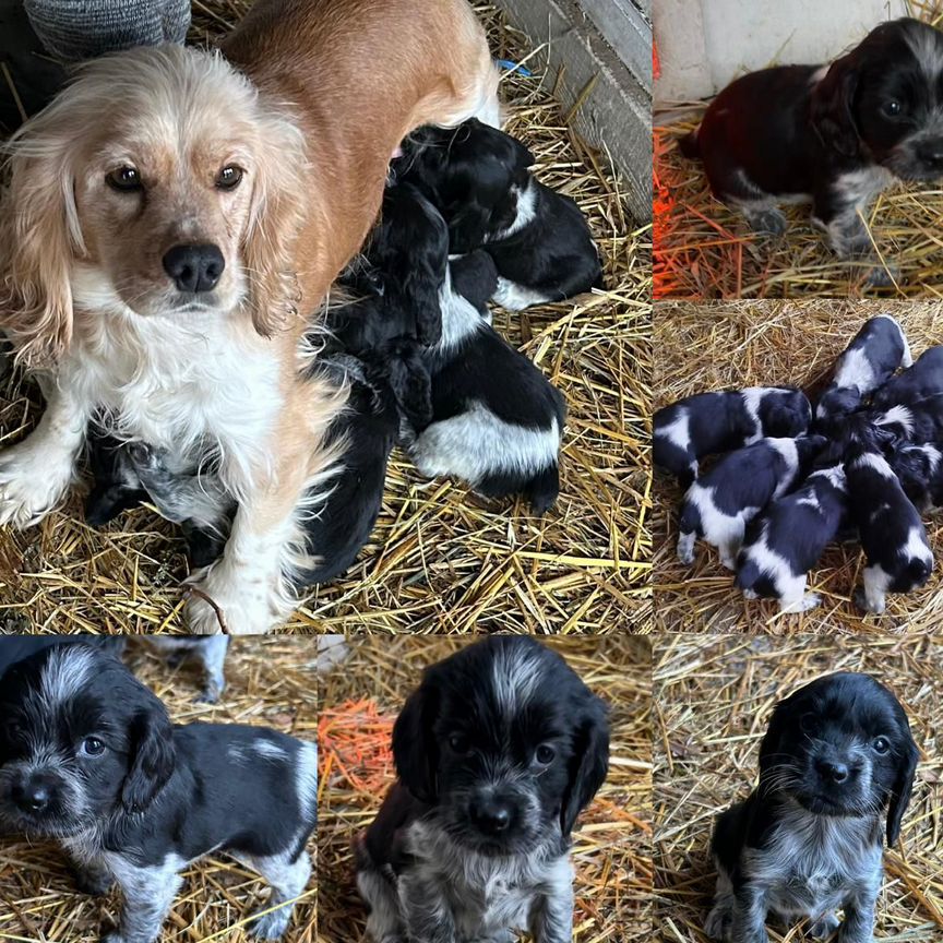 Кокер спаниель, щенок