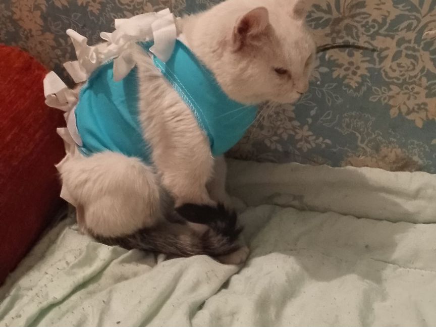Кошка мурлыка нежная
