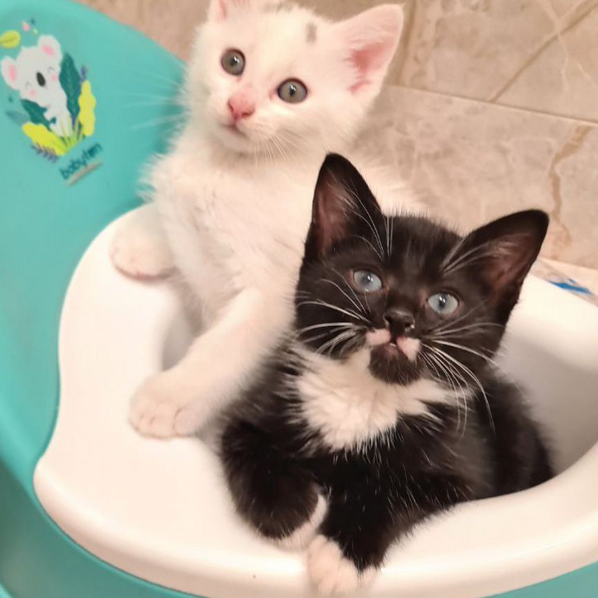 Котёнок от частного владельца