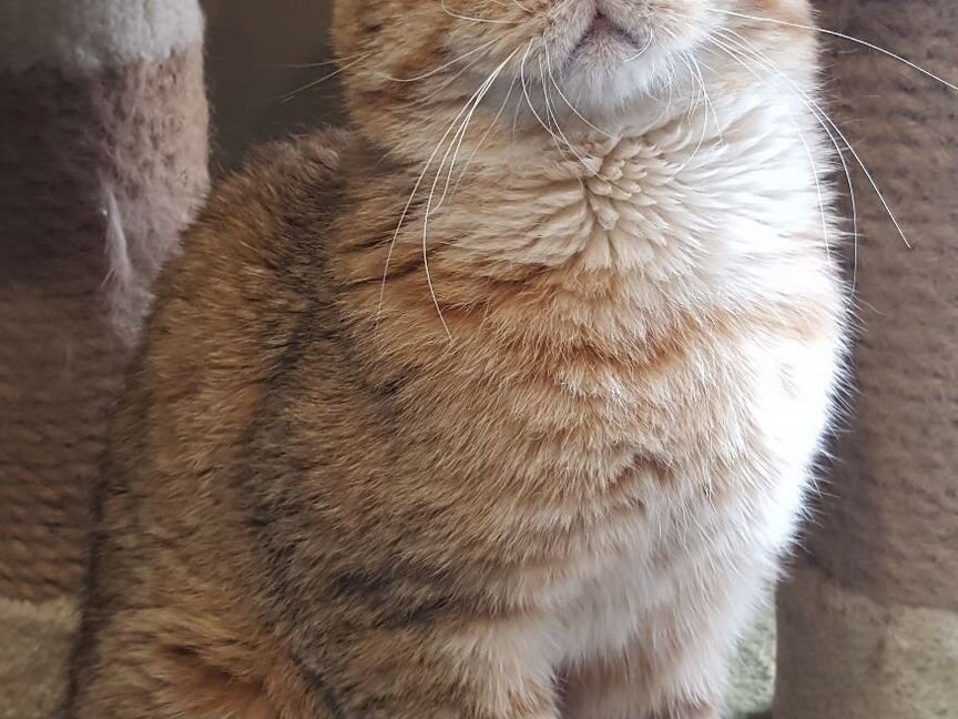 Золотой котик в хорошие руки