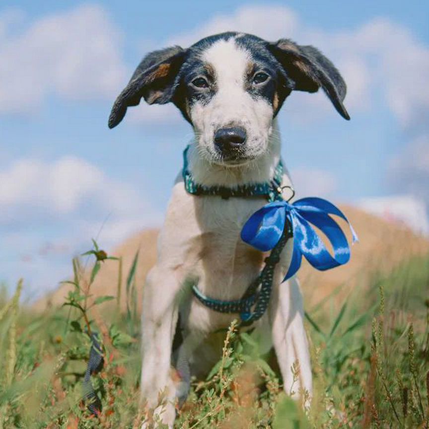 Щенок Тимьян ищет дом