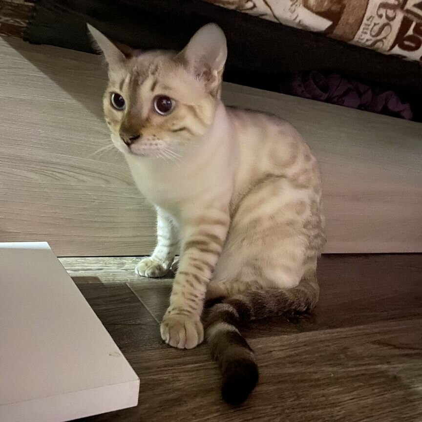 Молодой кот на вязку