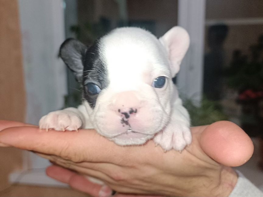 Французский бульдог щенки