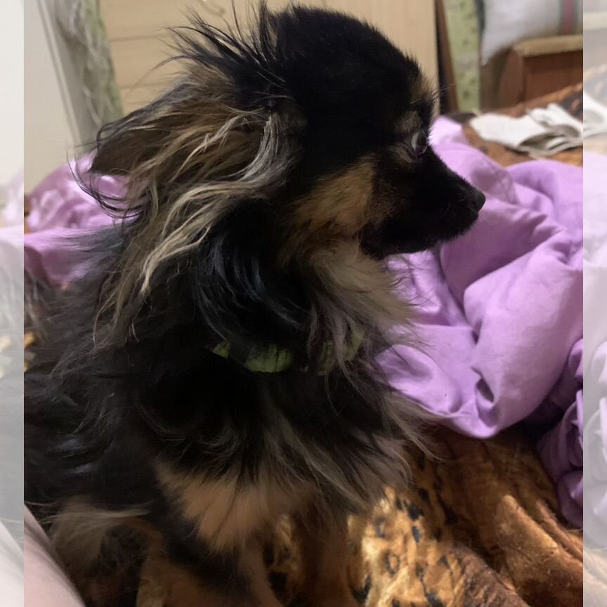 Русский той-терьер длинношерстный