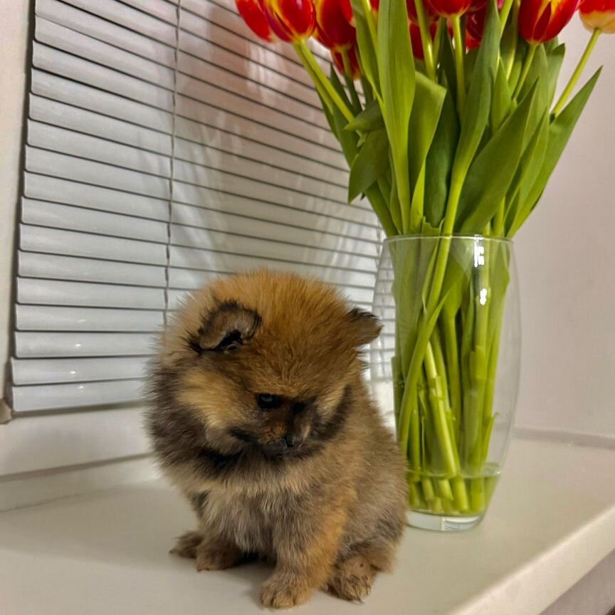 Померанский шпиц, щенок