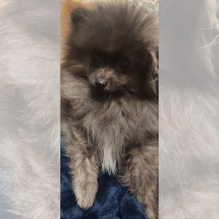 Померанский шпиц, щенок