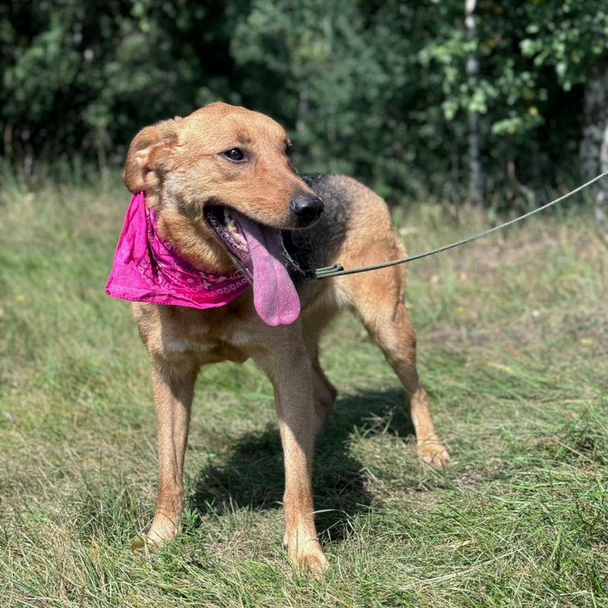 Баффи ждет тебя в приюте