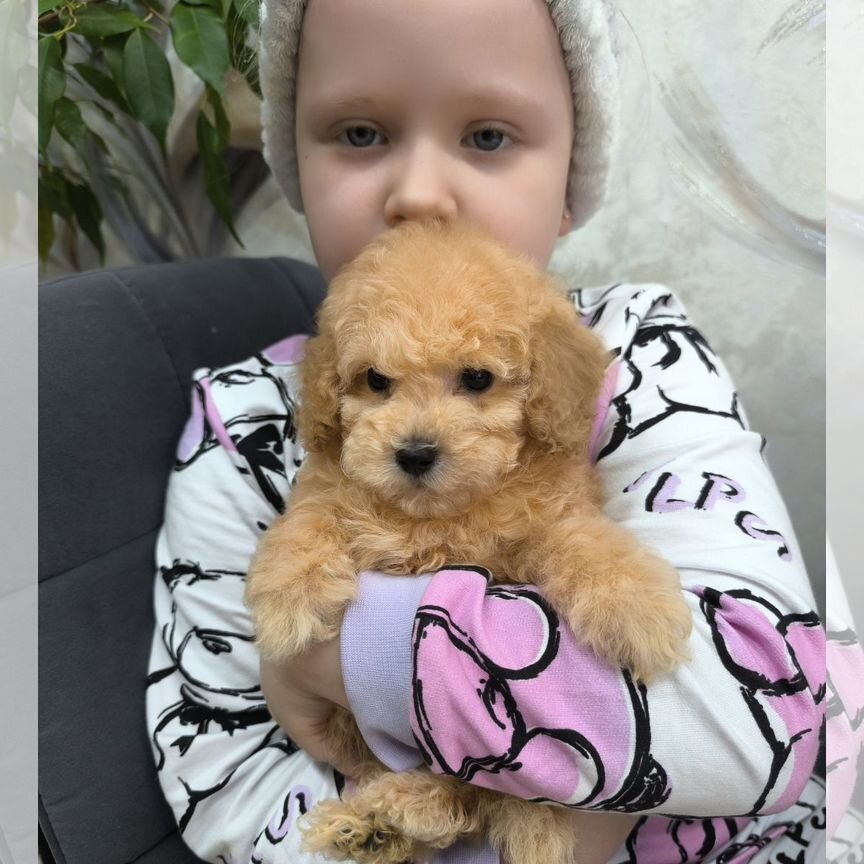 Той-пудель, щенок