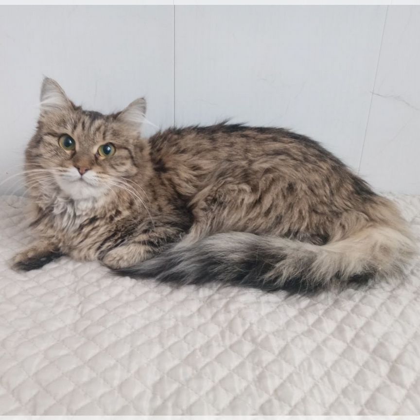 Сибирская, взрослая кошка