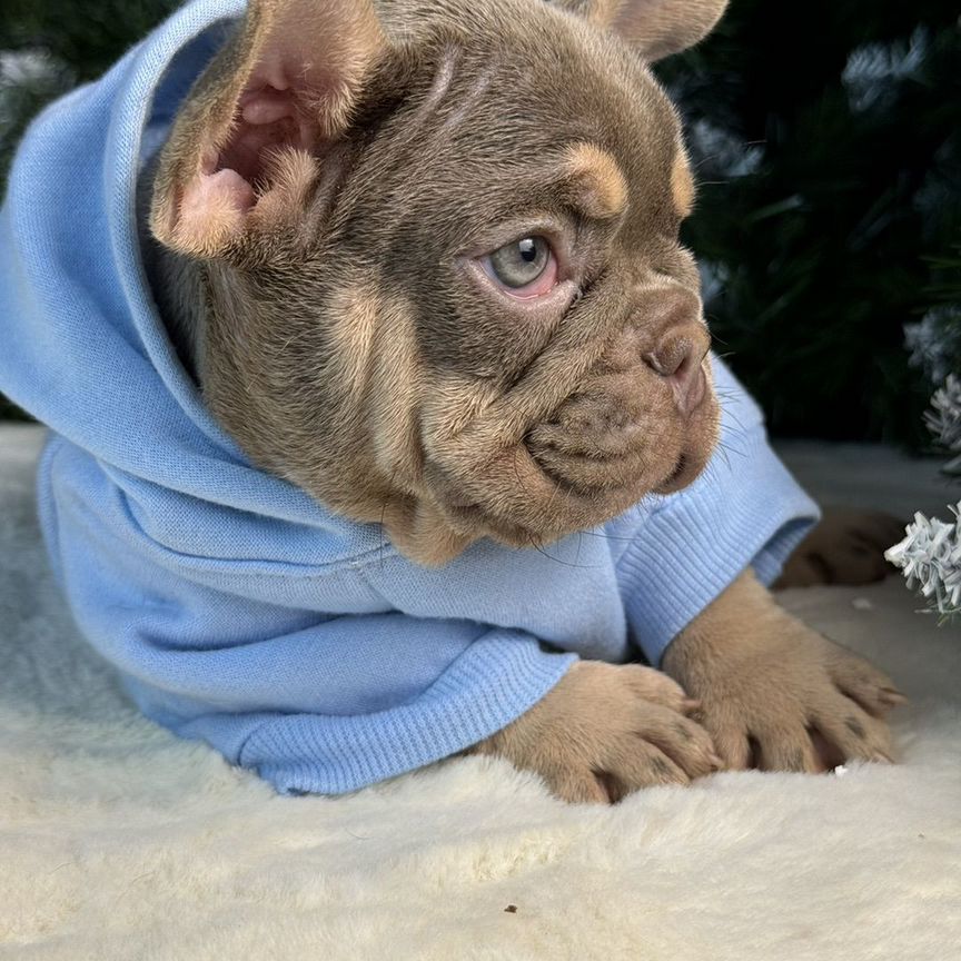 Изабеллы девочки